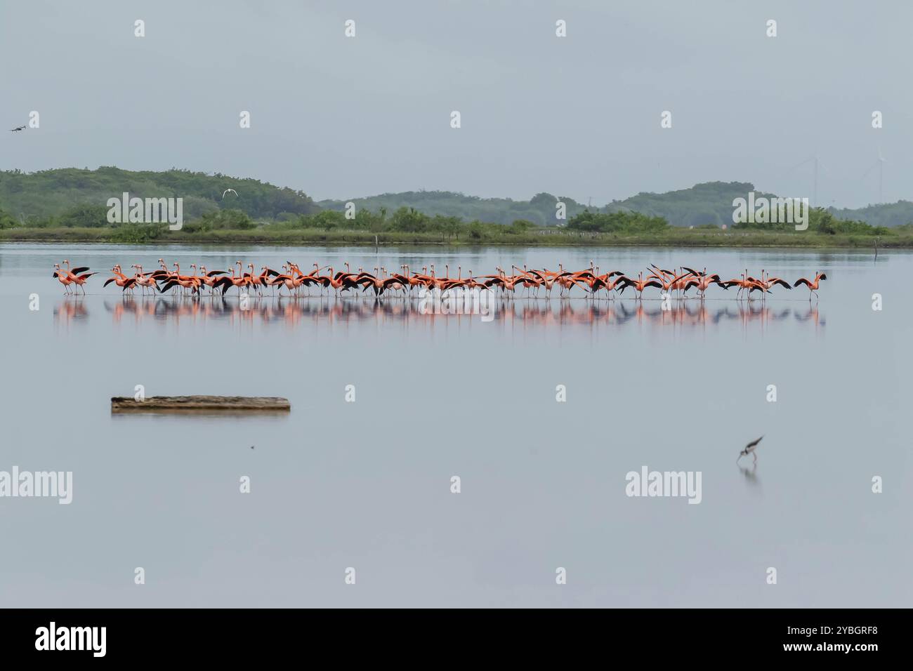 Mexico. Celestun Biosphere Reserve. The flock of American flamingos ...