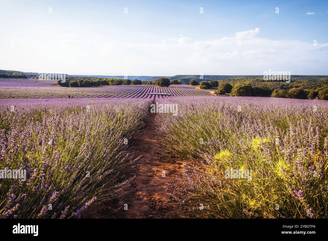 Lavender fields beautiful image hi-res stock photography and images - Alamy