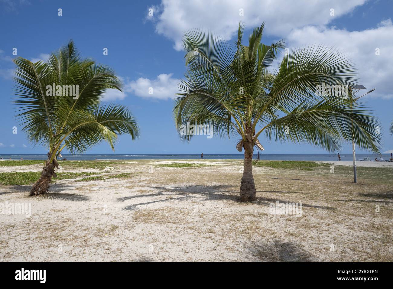 Coconut palm or coconut palm (Cocos nucifera), Flic en Flac Beach ...