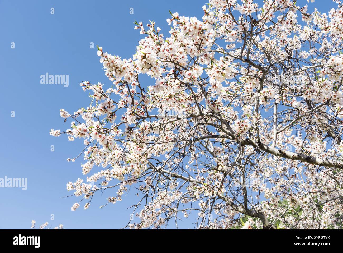 Close up of flowering almond tree. Beautiful almond flower blossom, at ...