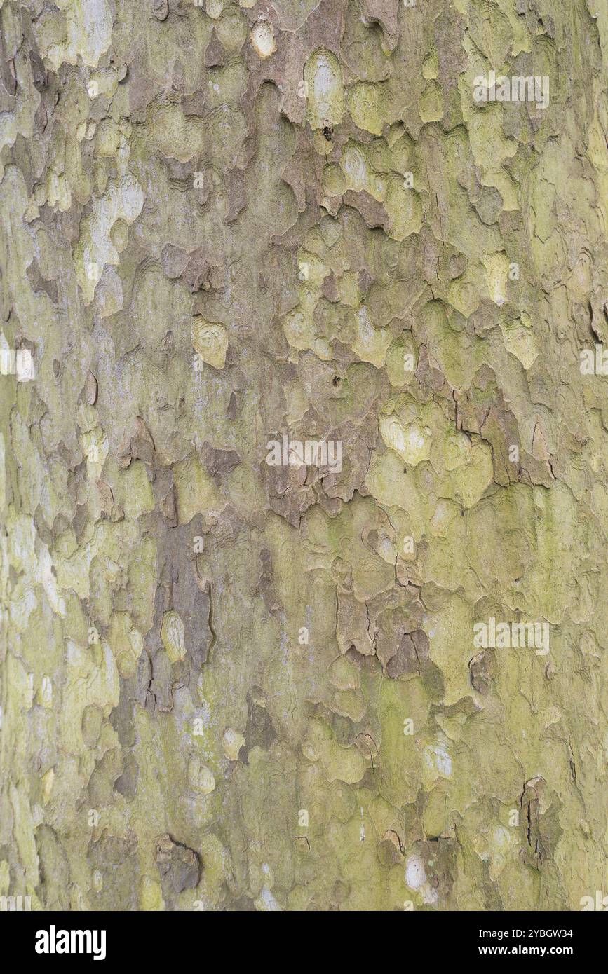 Tree bark of a Sycamore with beautiful textures and colors Stock Photo ...