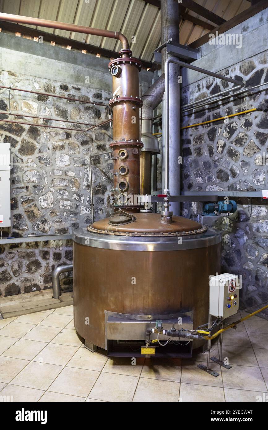 Sugar cane (Saccharum officinarum), distillery, Le Domaine de Saint ...