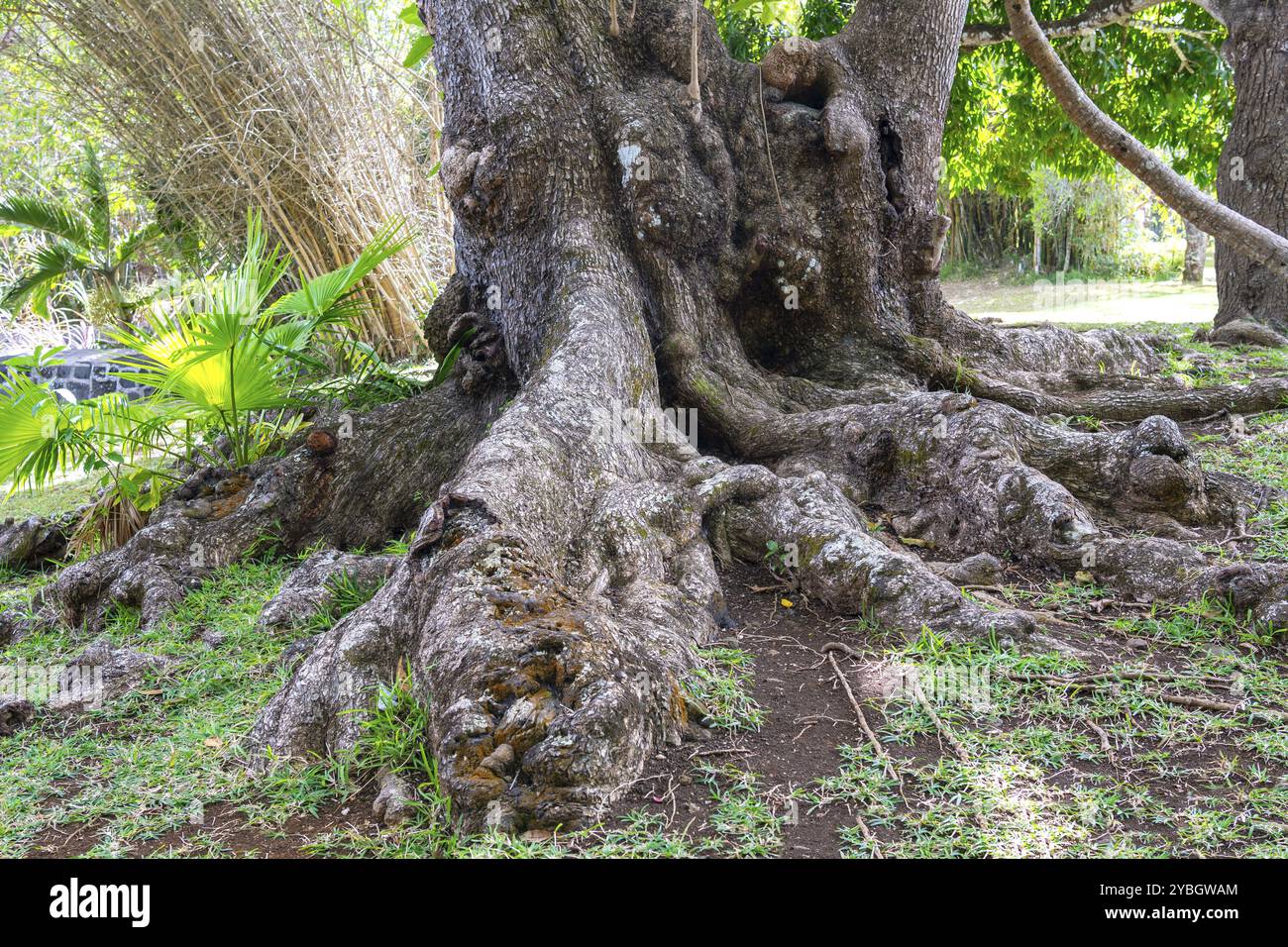 Root system Mango tree (Mangifera indica), ancient, Sir Seewoosagur ...