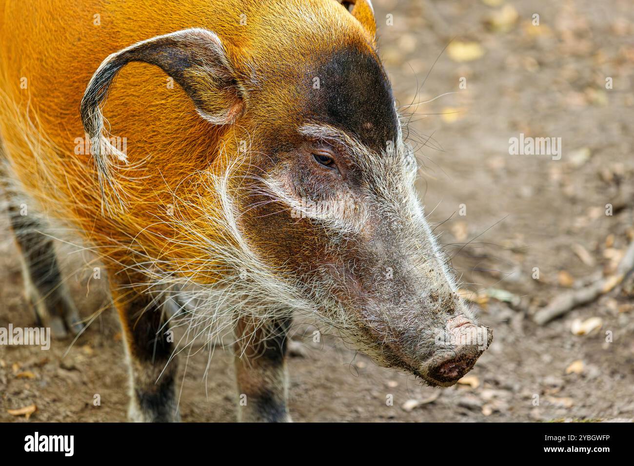 Portrait of adult red river hog, Potamochoerus porcus bushpig Stock ...