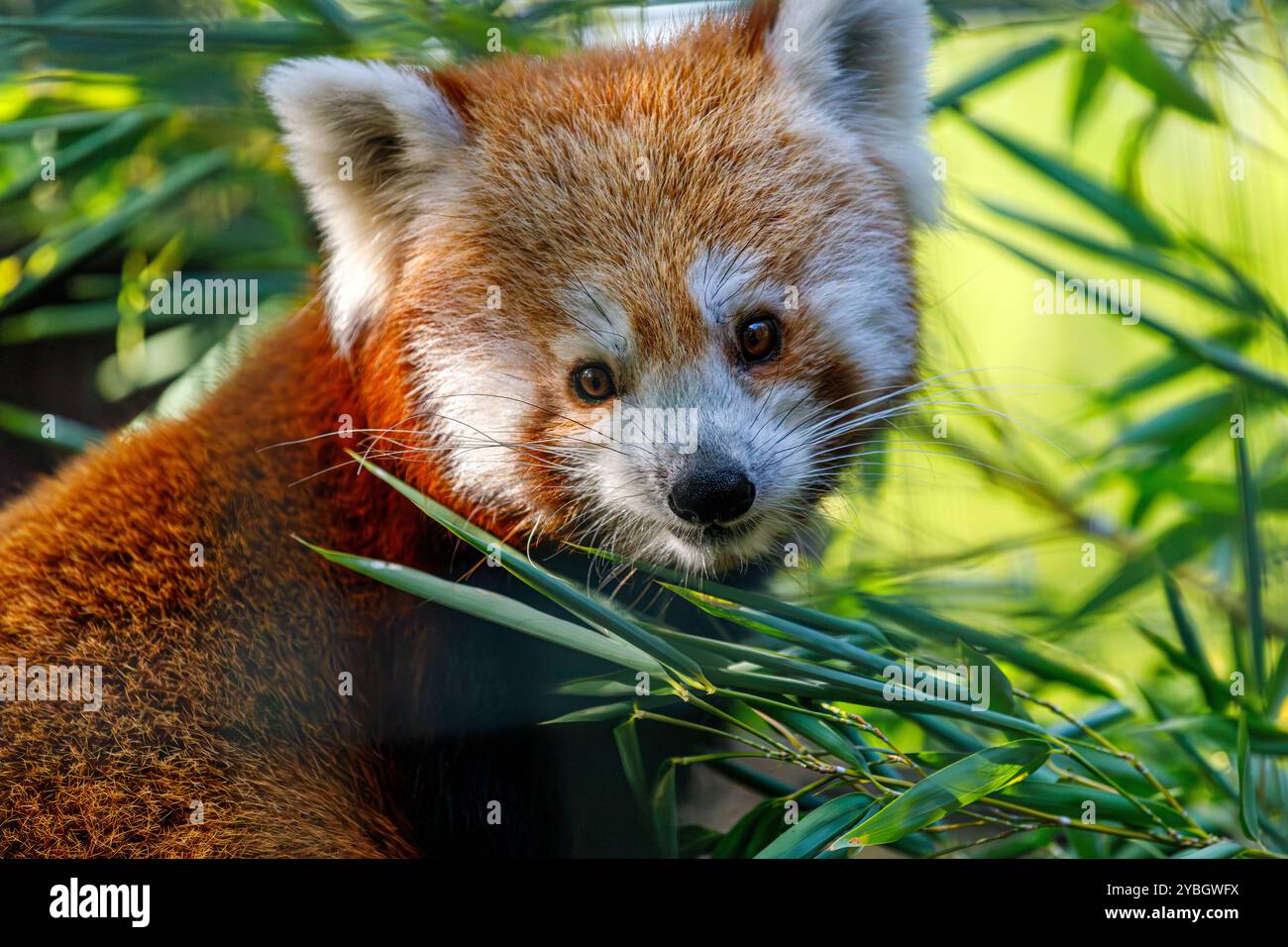 Portrait of Ailuridae Red Panda eating bamboo leaves Stock Photo - Alamy
