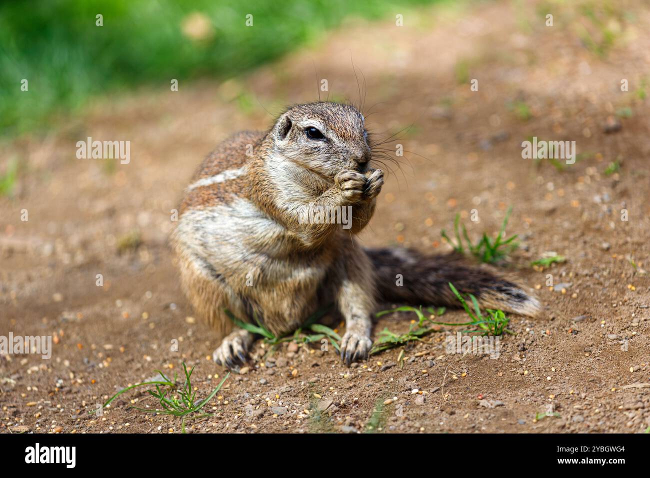 Full body of Cape ground squirrel, South African ground squirrel, Geosciurus inauris Stock Photo ...