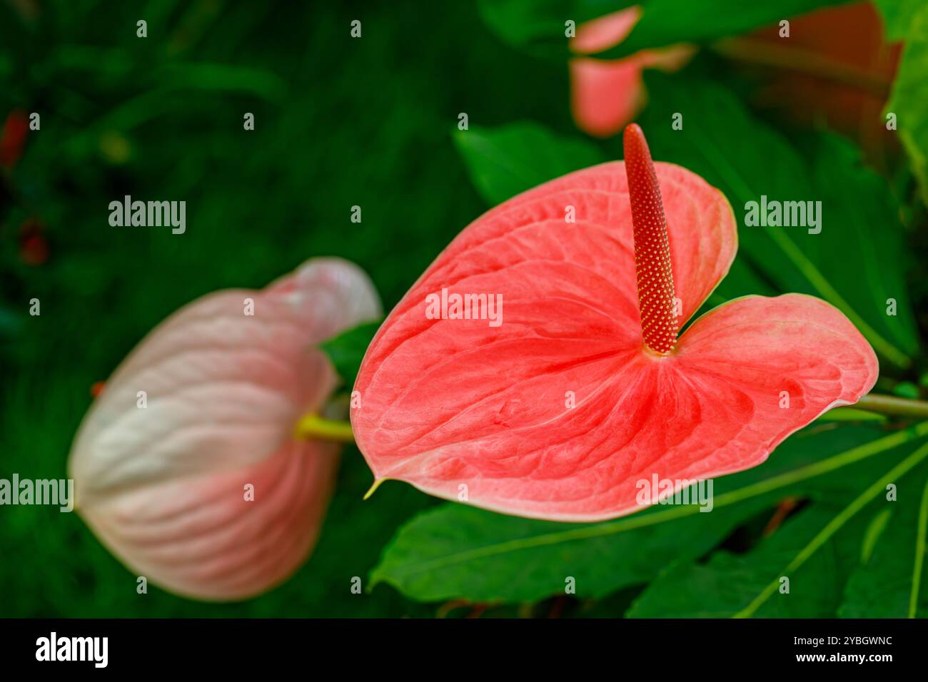 Anthurium andraeanum botanical hi-res stock photography and images - Alamy