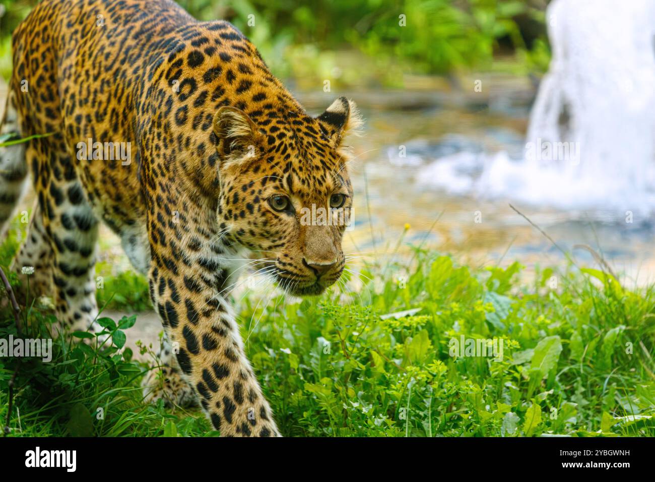 Amur leopard snow face hi-res stock photography and images - Alamy