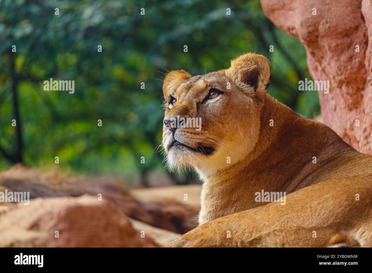 Portrait of female Barbary lion, also called the North African lion ...