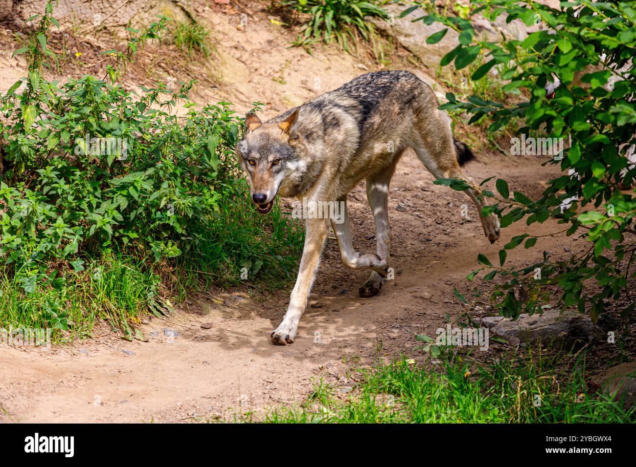Beautiful male timber wolf hi-res stock photography and images - Alamy