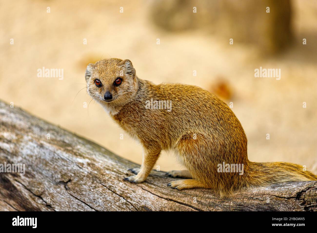 Mongoose eyes hi-res stock photography and images - Alamy