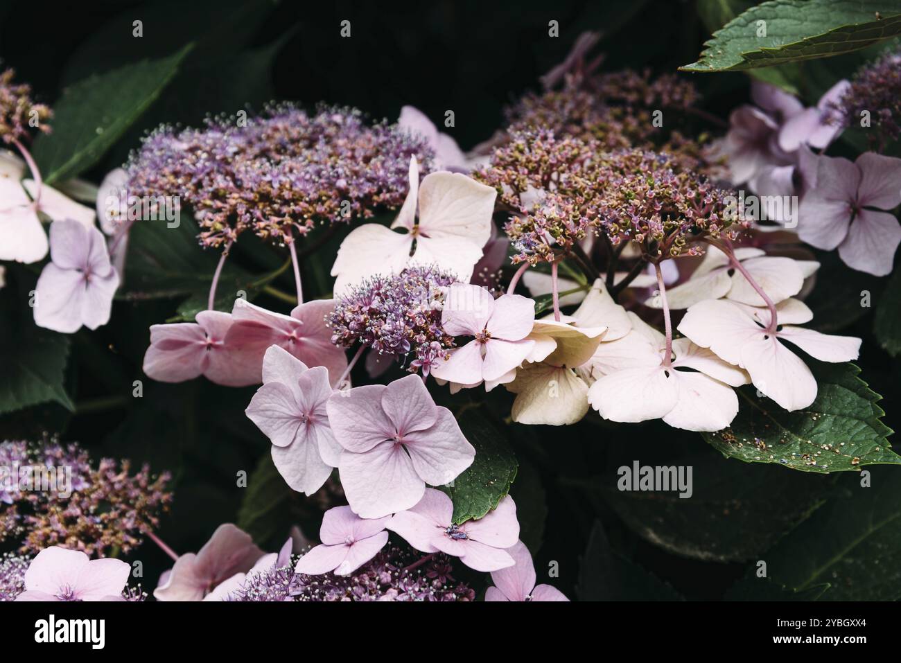 Beautiful Hydrangea Serrata Juno flowers background, pink and green ...