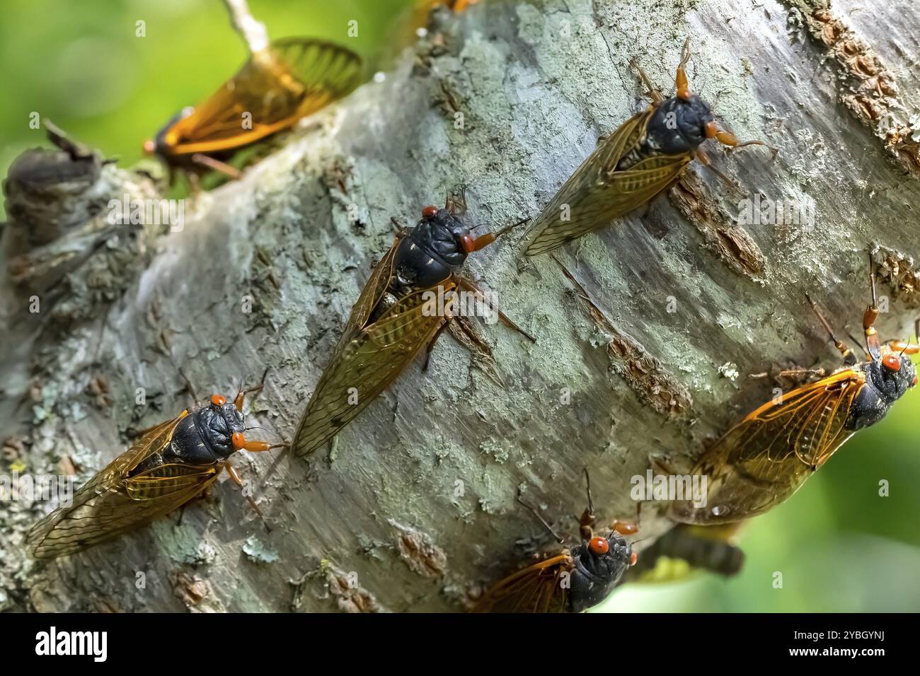 The 17-year cicada, Magicicada cassini, emerges in vast numbers in ...