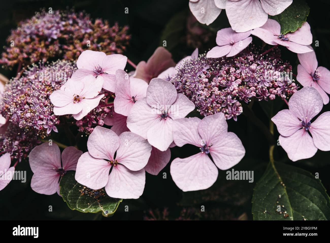 Beautiful Hydrangea Serrata Juno flowers background, pink and green ...