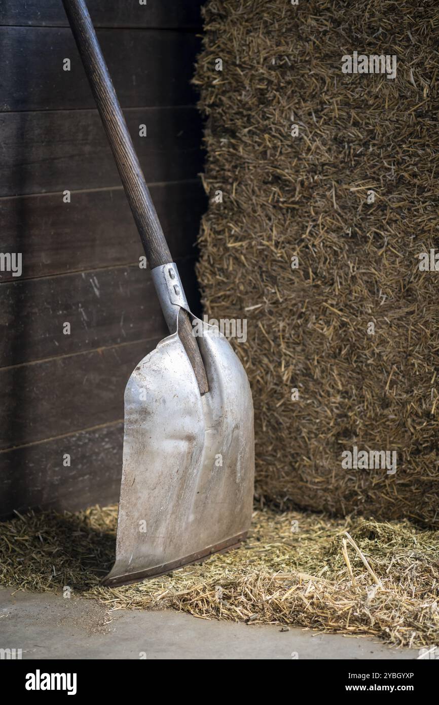 Shovel for a pile of cattle feed alfalfa in a cattle shed on a dairy ...