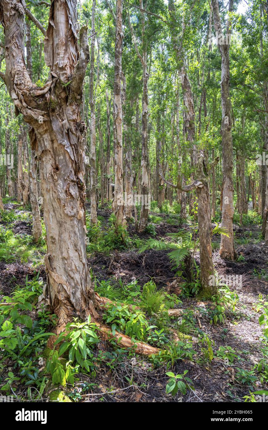 Paper Bark tree, Paper bark tree (Melaleuca quinquenervia), Black River ...