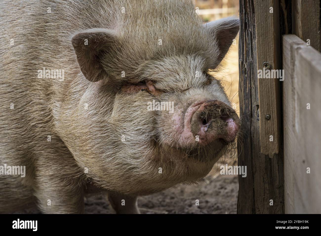 Pigs in enclosure farm hi-res stock photography and images - Alamy