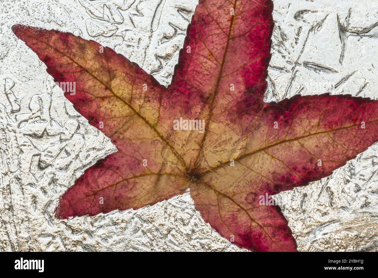 Amber tree leaf frozen hi-res stock photography and images - Alamy