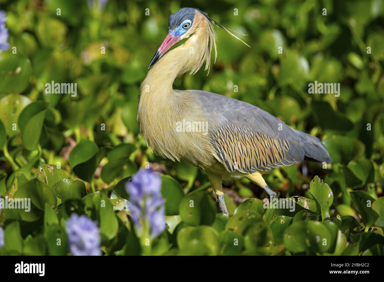 Whistling heron (Syrigma sibilatrix) Pantanal Brazil Stock Photo - Alamy