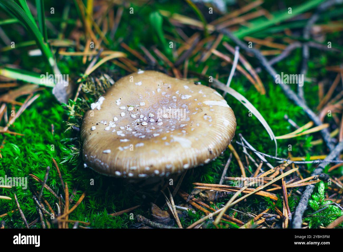 Amanita Pantherina, Known as the Panther Cap, False Blusher and Panther ...