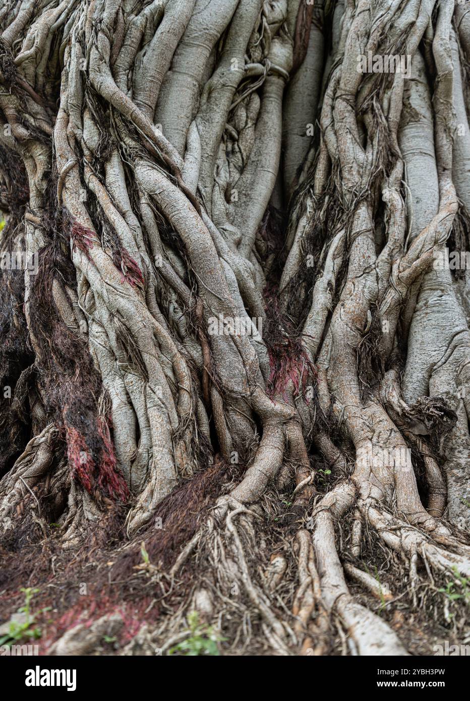 Detail of many roots branched together is on around the tree trunk. The ...