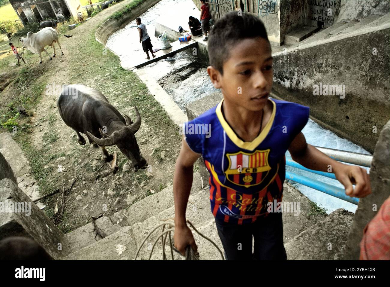 A child leading a water buffalo on the side of an irrigation canal near ...