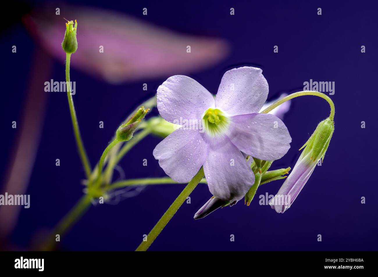 Beautiful blooming false shamrock or Oxalis triangularis on a purple ...