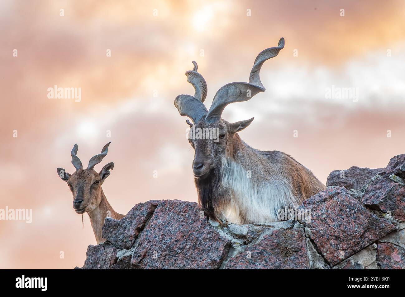 Markhor male and female on the rock. Latin name - Capra falconeri. Wild ...
