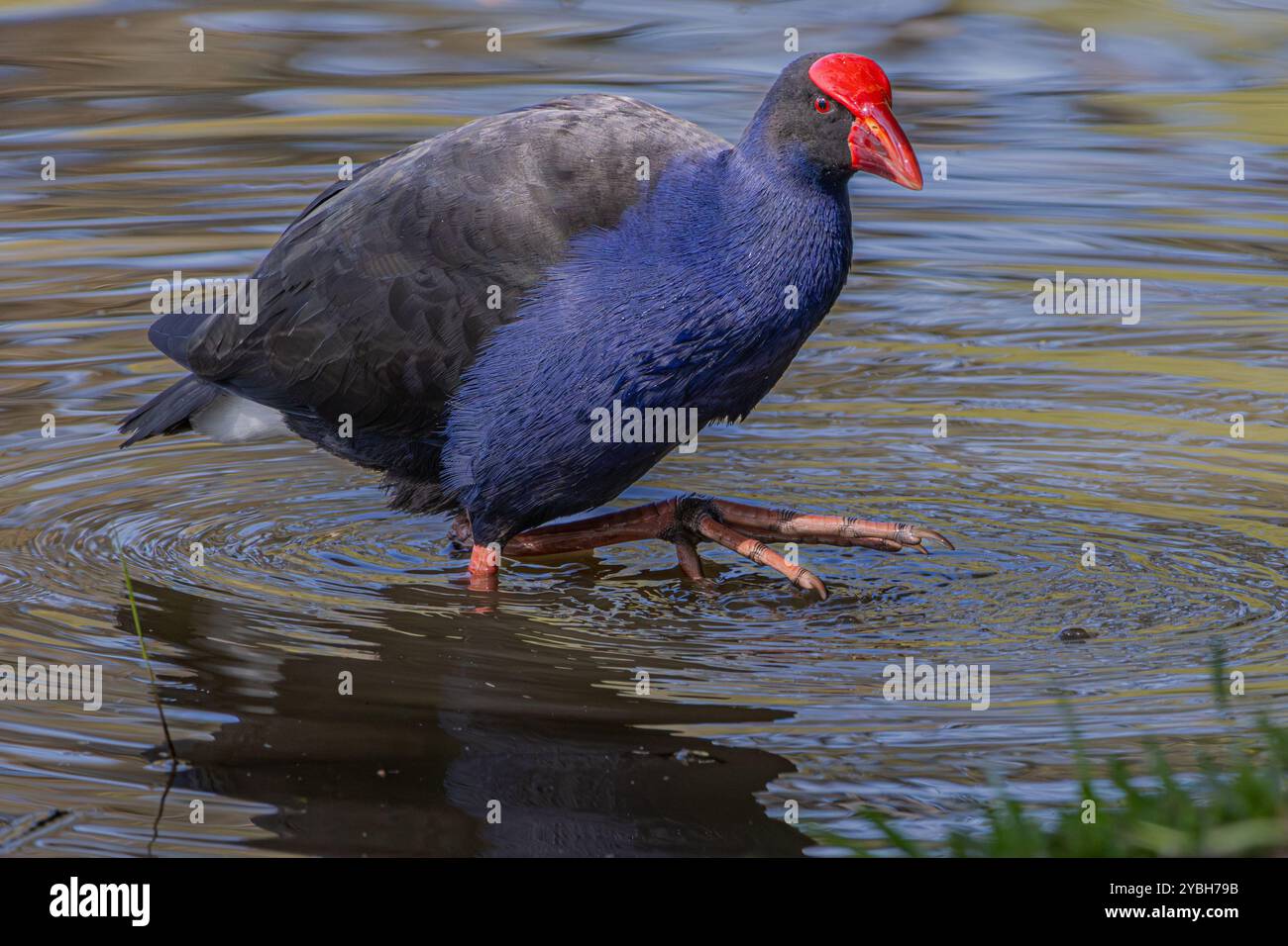 An Australasian Swamphen wading in a lake Stock Photo - Alamy