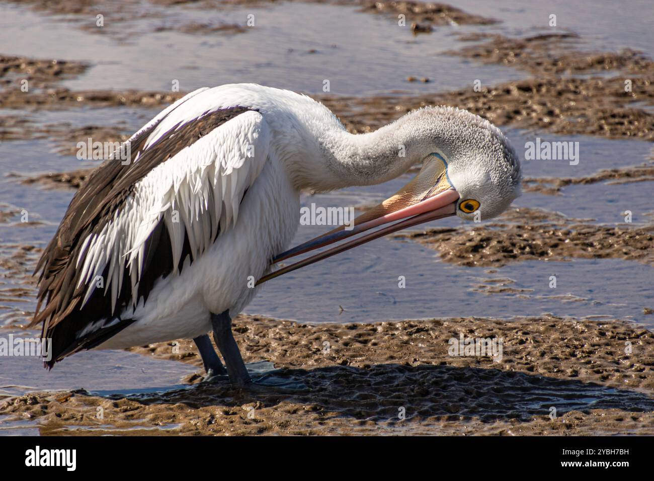 Bird preening on sea shore hi-res stock photography and images - Alamy