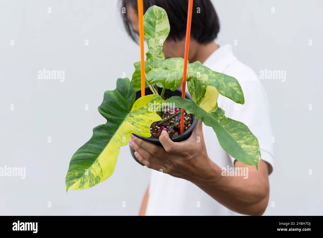 Closeup to Fresh leaf of philodendron florida beauty x mayoi Stock ...