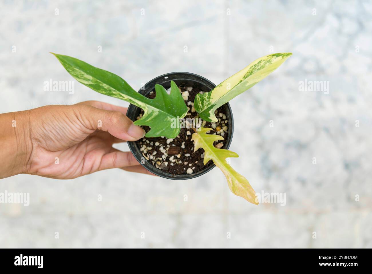 Closeup to Fresh leaf of philodendron florida beauty x tortum Stock ...
