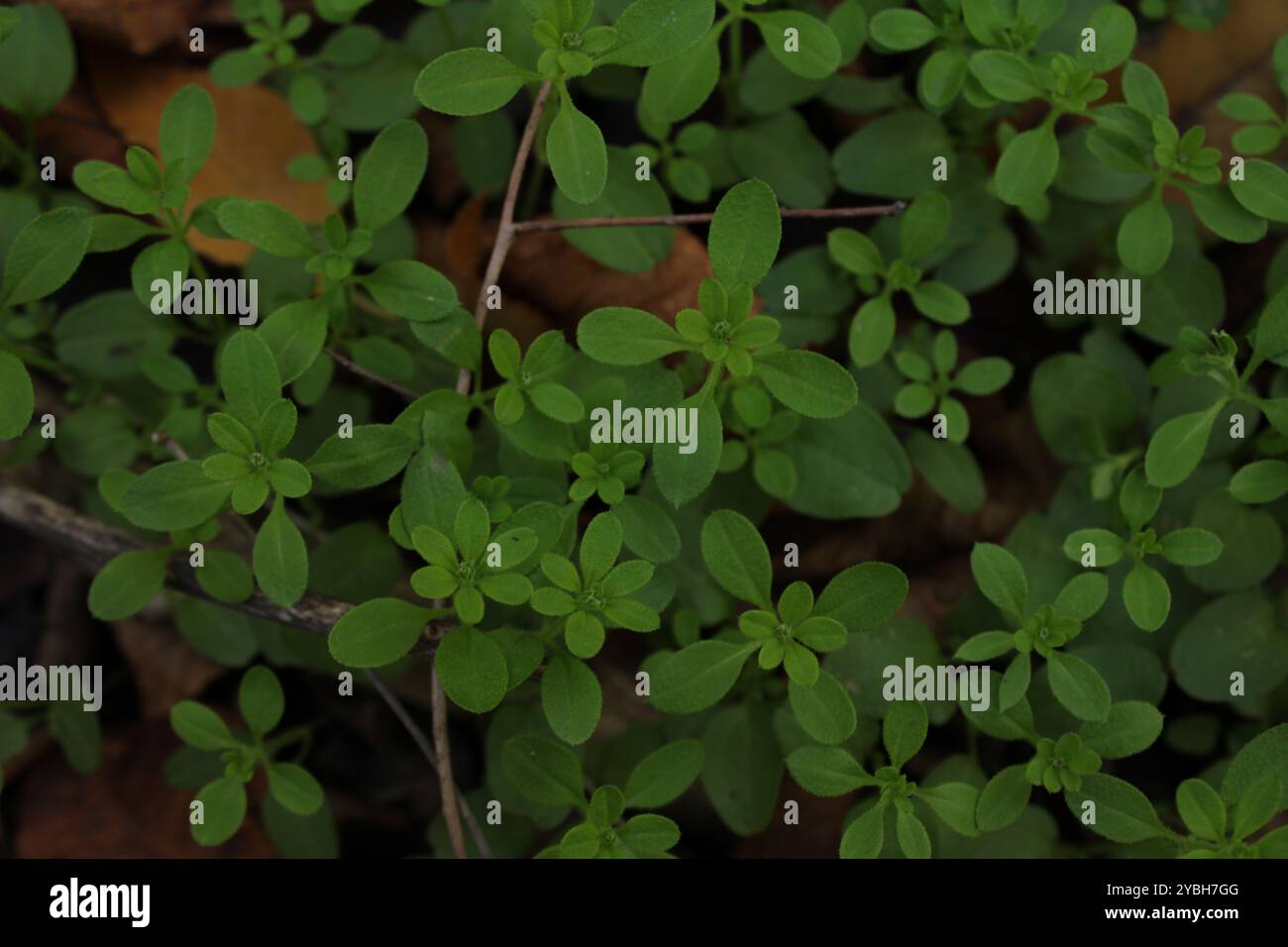 Plants lush green appearance hi-res stock photography and images - Alamy