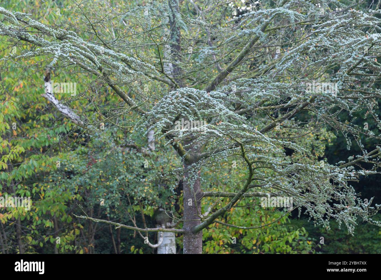 Blue Atlas Cedar Tree , Cedrus atlantica Stock Photo - Alamy