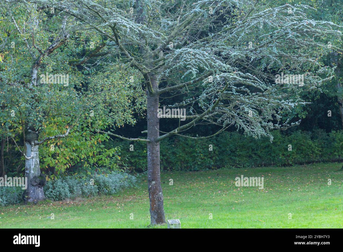 Blue Atlas Cedar Tree , Cedrus atlantica Stock Photo - Alamy