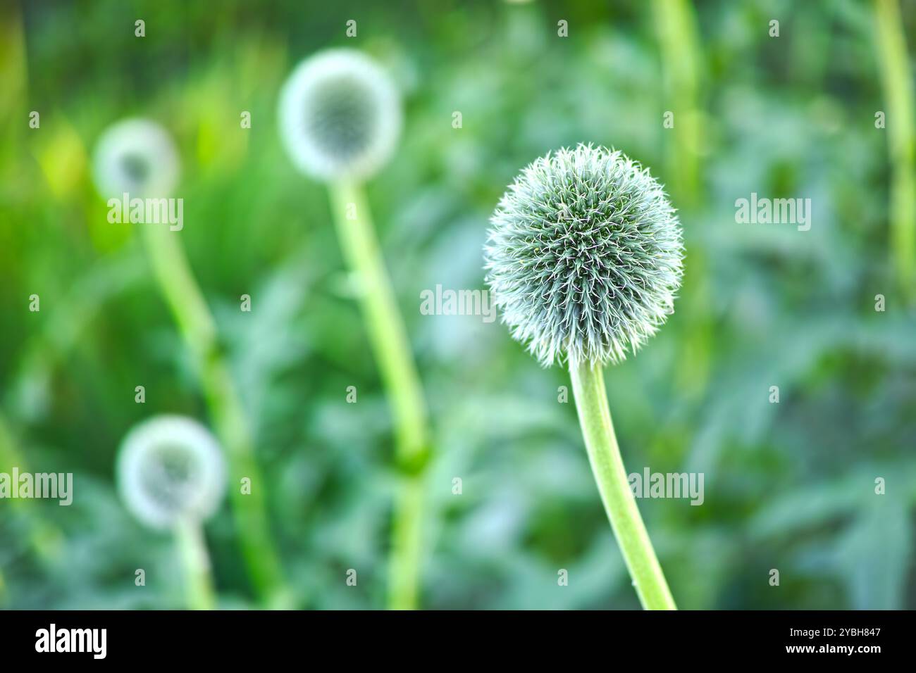 Flowers, green and growth in nature, outdoor and wellness in ...