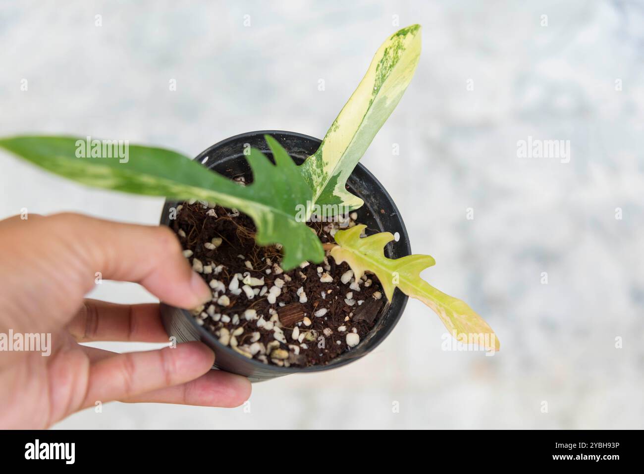 Closeup to Fresh leaf of philodendron florida beauty x tortum Stock ...