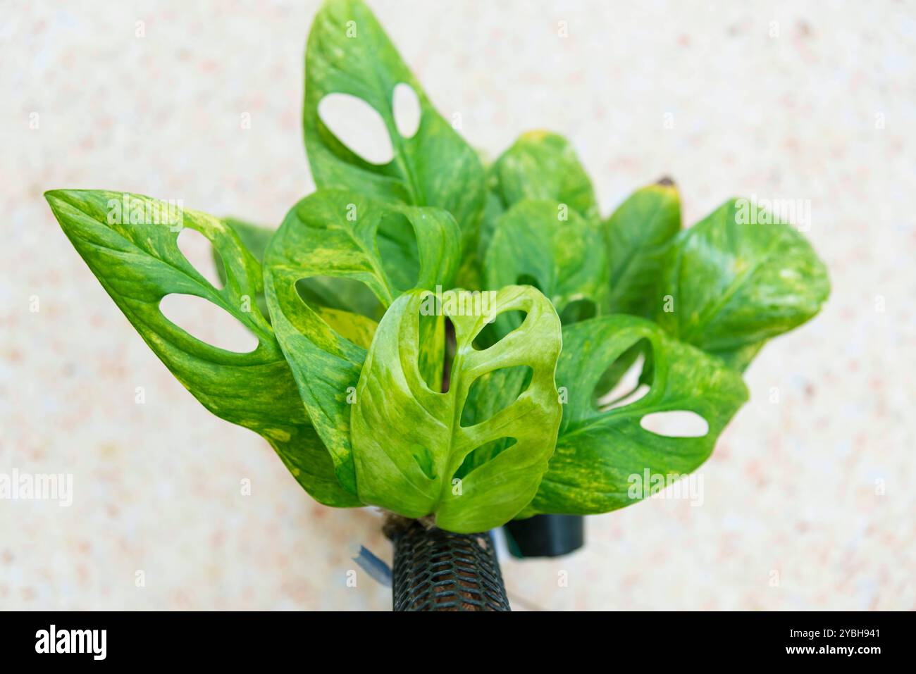 Monstera obliqua mayuna hi-res stock photography and images - Alamy