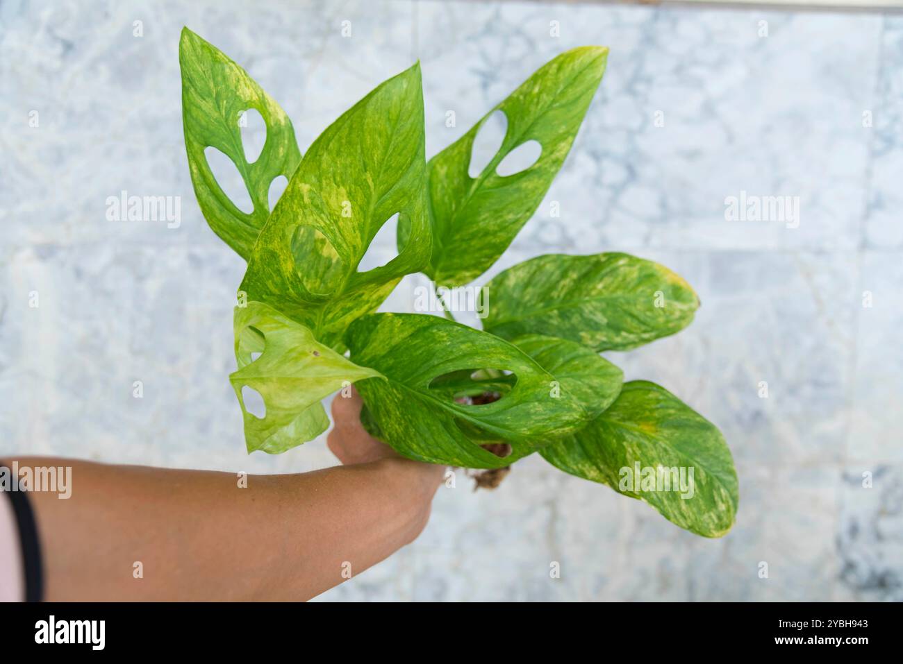 monstera obliqua mayuna variegated in the pot Stock Photo - Alamy