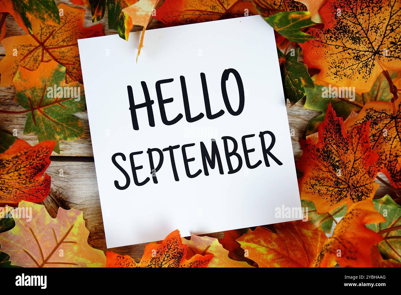 Hello September text with maple leaf decoration top view on wooden ...