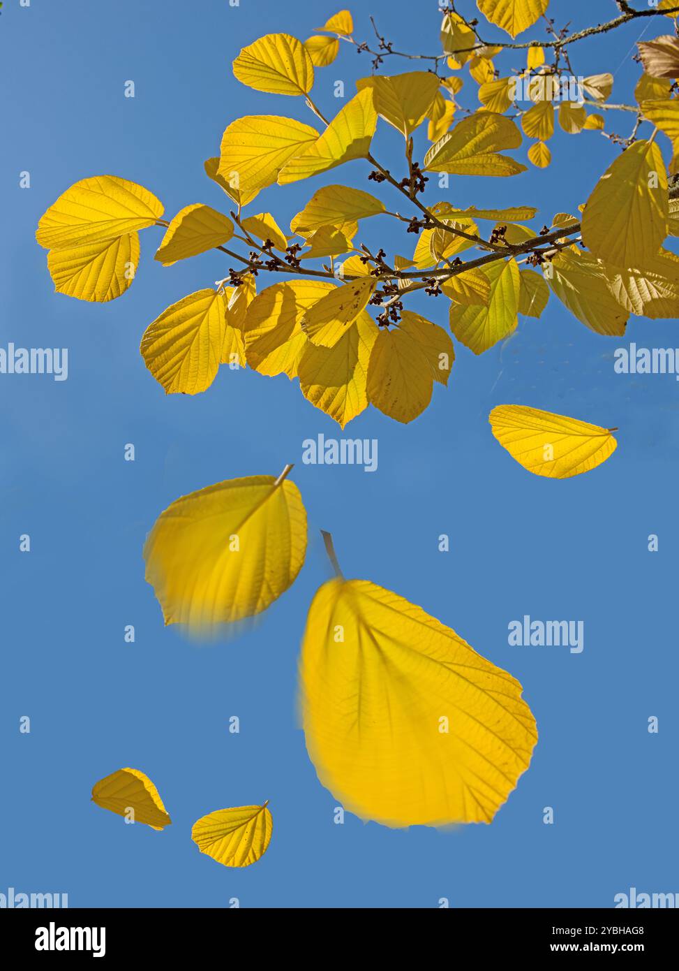 Autumn leaves of Hamamelis tree. Hamamelis japonica garden Stock Photo ...