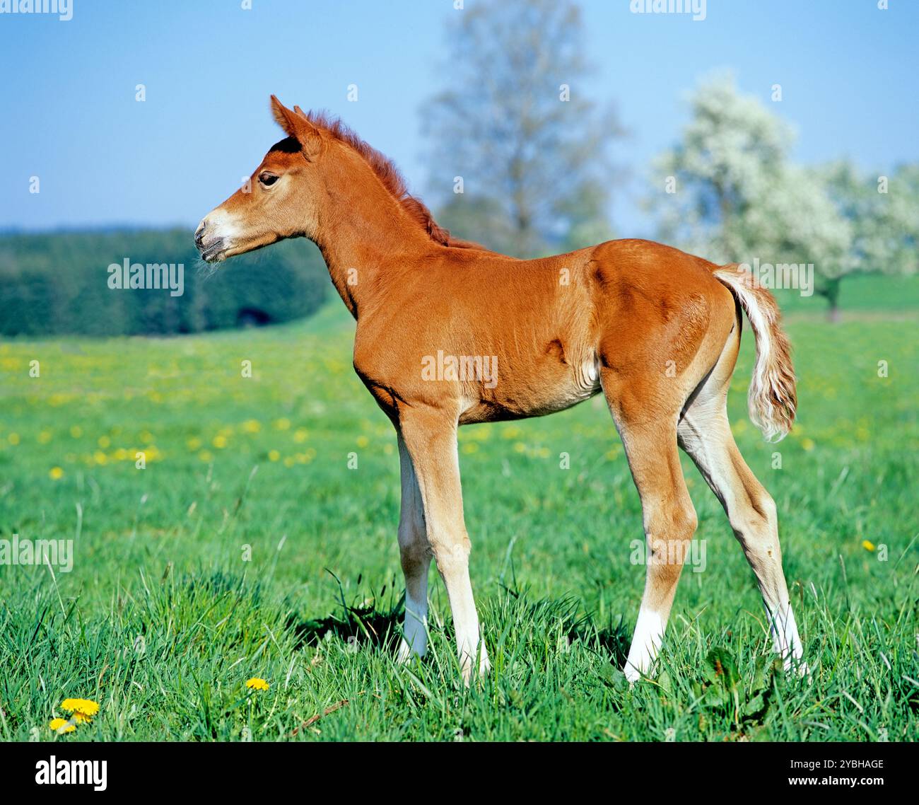 German riding pony, Deutsches Reitpony, foal walking in spring meadow ...