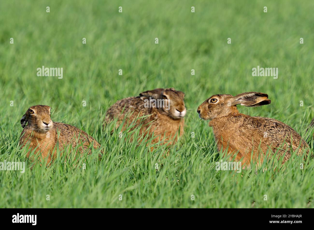 Mating hares hi-res stock photography and images - Alamy