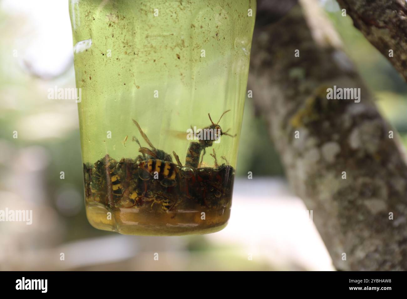Hornet trap in a pot hanging from a tree Stock Photo - Alamy