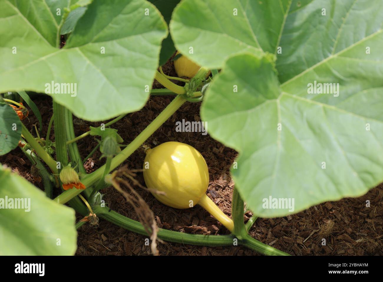 Baby Dutch Crookneck Squash growing in a cultivation Stock Photo - Alamy