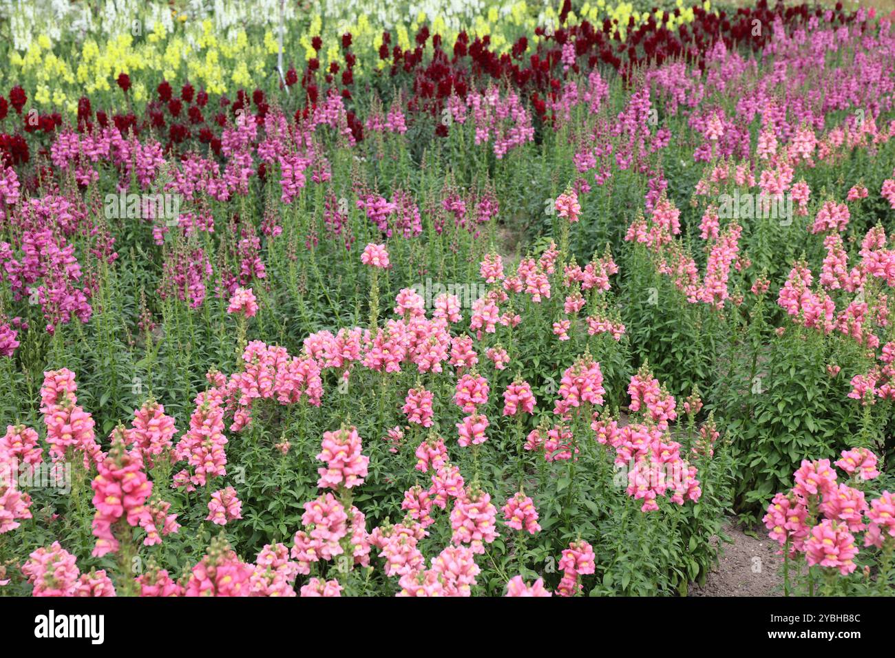 Close-up of a pink flowers of Snapdragon field (Antirrhinum majus Stock ...