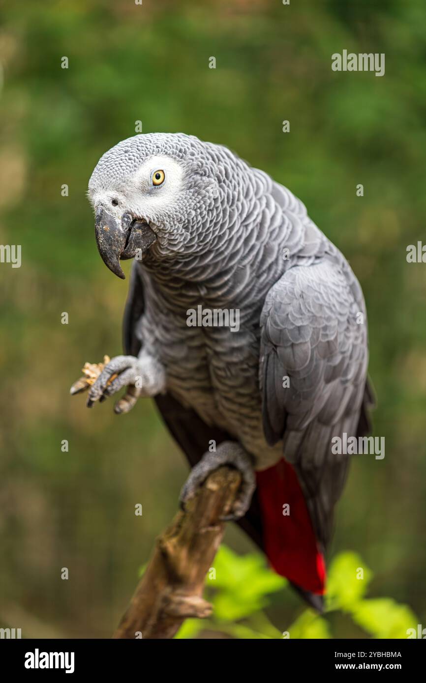 Grey parrot sitting on the tree, Psittacus erithacus, known as the ...