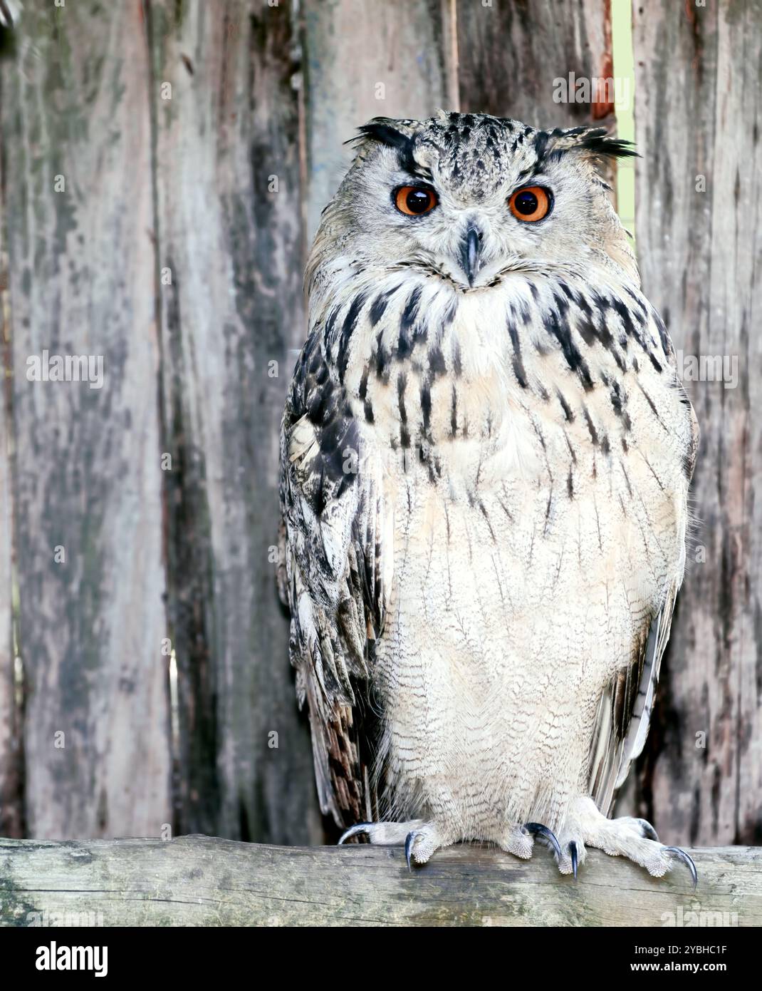 Barn owl wing detail hi-res stock photography and images - Alamy