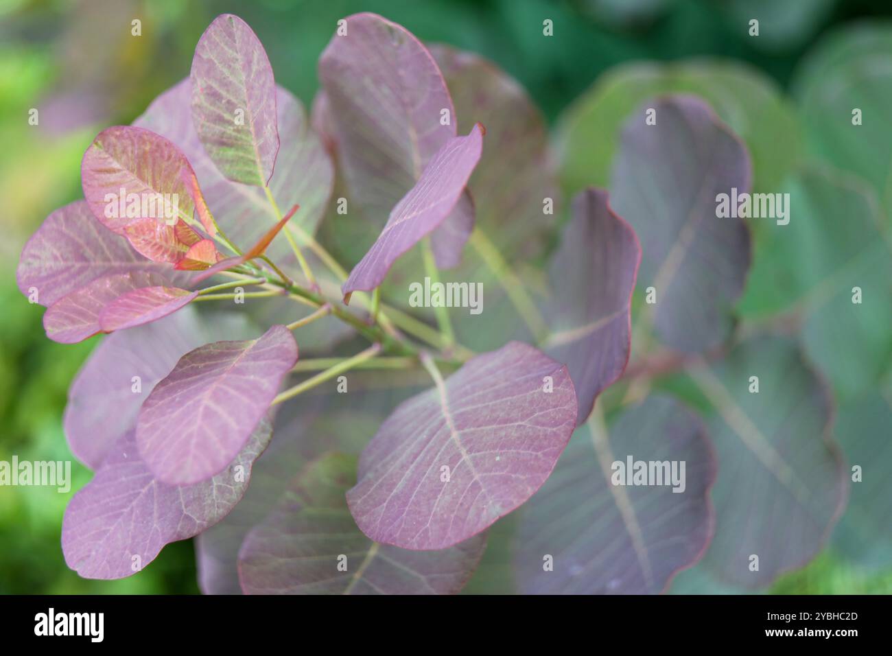 American smoketree cotinus obovatus hi-res stock photography and images - Alamy