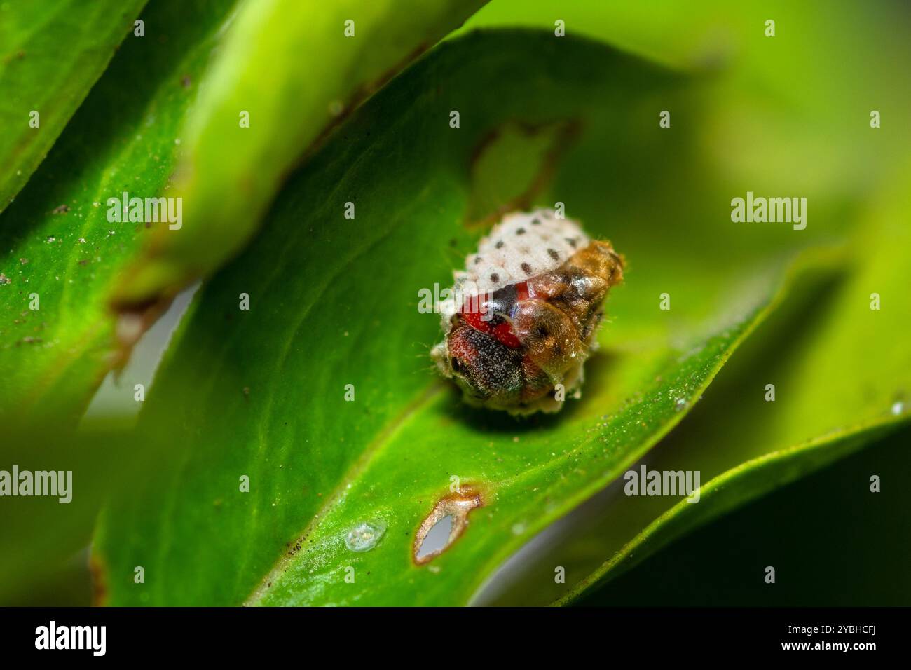 Vedalia Beetle emerging from pupa, Novius Cardinalis, Rodolia ...
